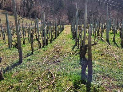 Prikaz rezi vinske trte | KGZ Novo mesto