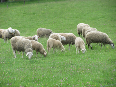 Dobrobit drobnice v povezavi z digitalizacijo | KGZ Novo mesto